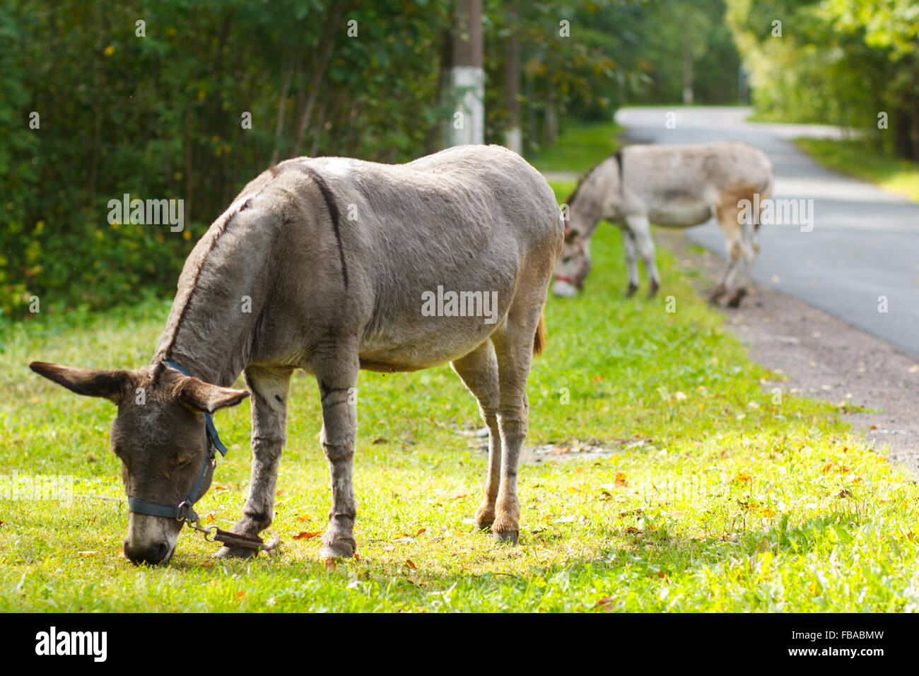 Donkey eating grass hi-res stock photography and images - Alamy