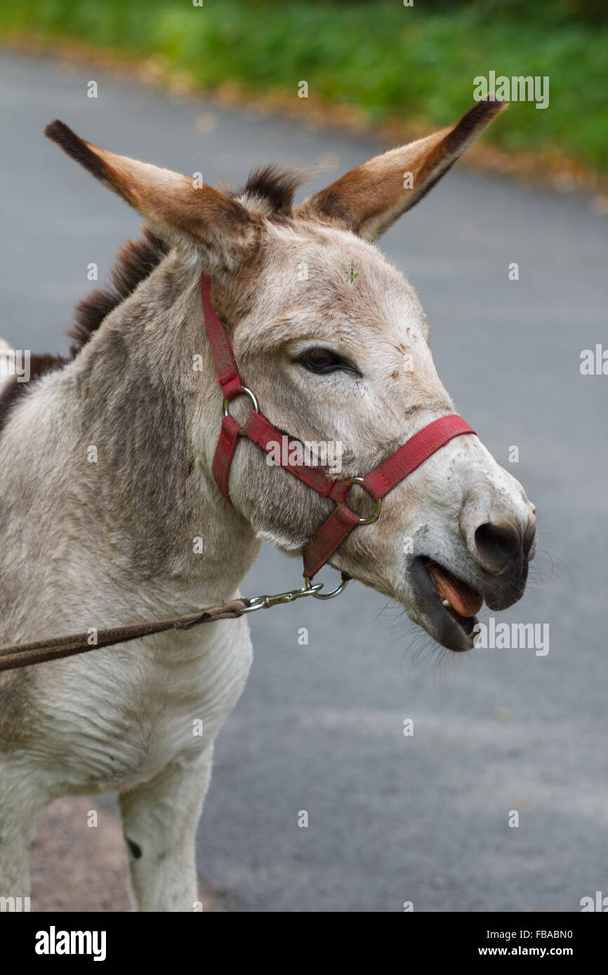 Closeup donkey hi-res stock photography and images - Alamy