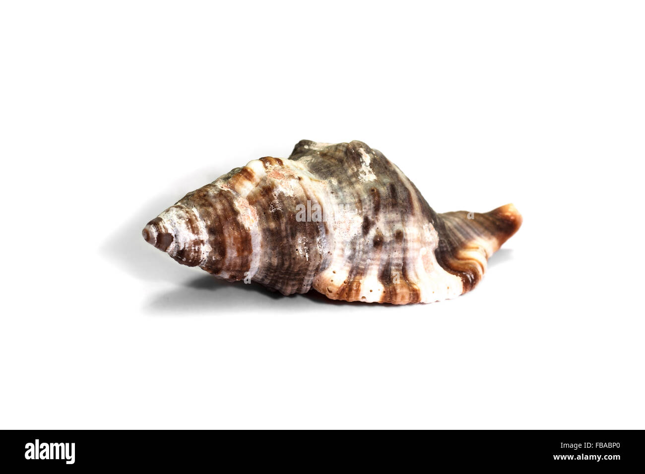 Sea shell isolated on white Stock Photo - Alamy