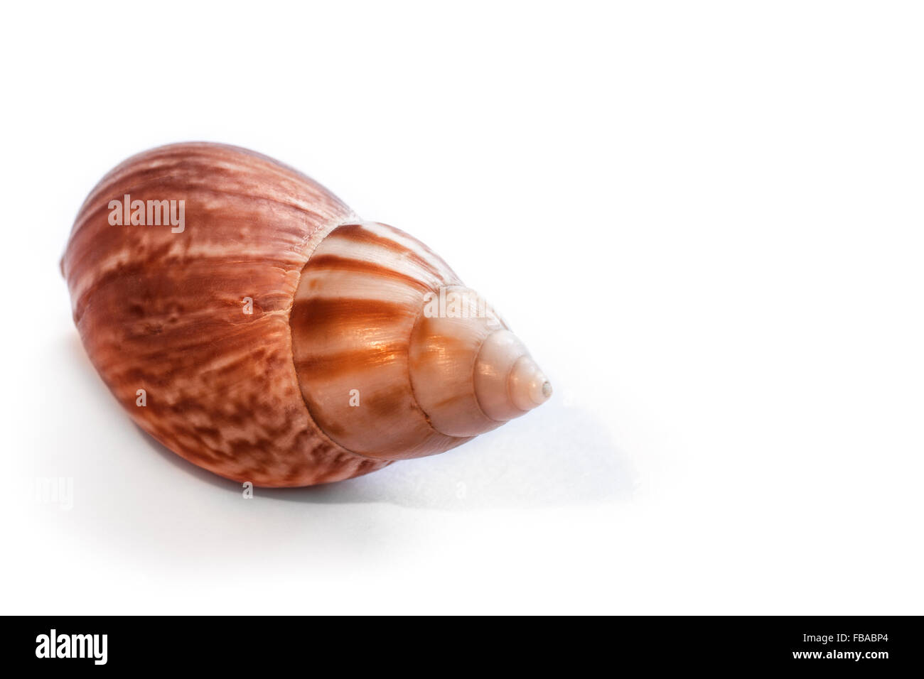 Sea shell isolated on white Stock Photo - Alamy
