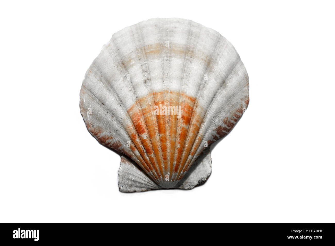 Sea shell isolated on white Stock Photo - Alamy