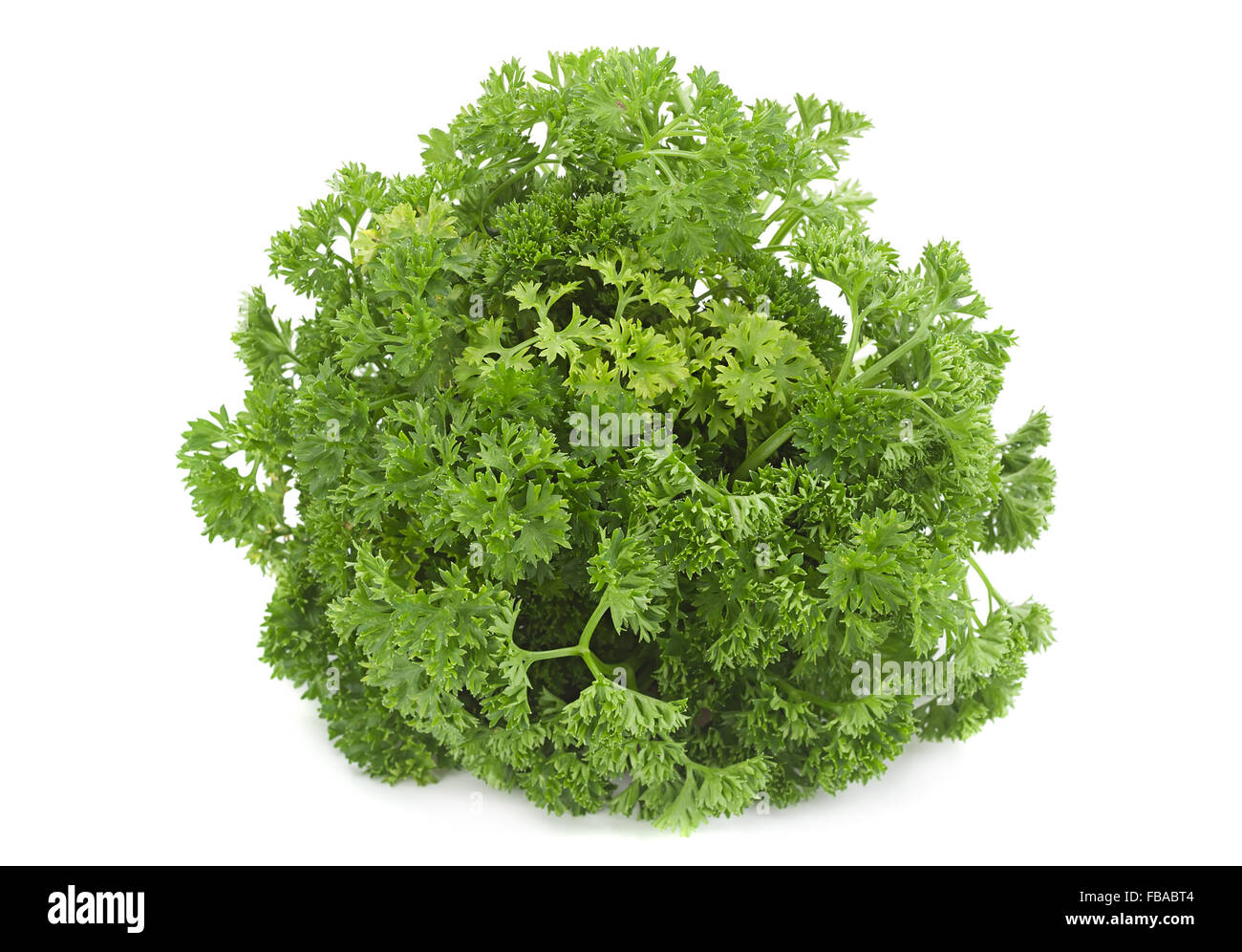 Curly parsley bunch closeup isolated on white Stock Photo - Alamy