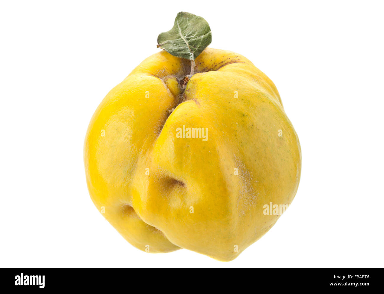 Quince fruit closeup isolated on white background Stock Photo - Alamy