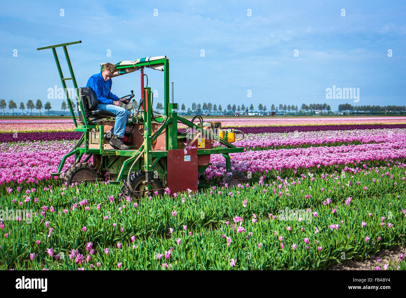 Agricultural machine, near Keukenhof, The Netherlands Stock Photo - Alamy