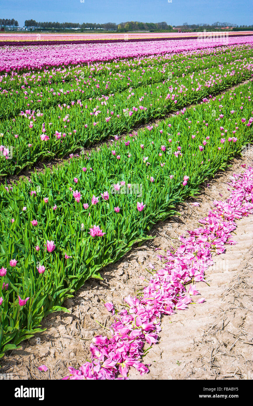 Tulip Fields in Lisse, near Keukenhof, The Netherlands Stock Photo - Alamy