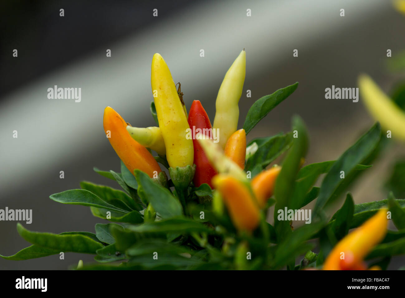 Cayenne Pepper (Capsicum Annuum L Stock Photo - Alamy
