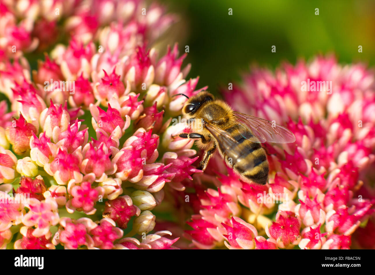 Bee on pink flower. Shallow depth of field Stock Photo - Alamy
