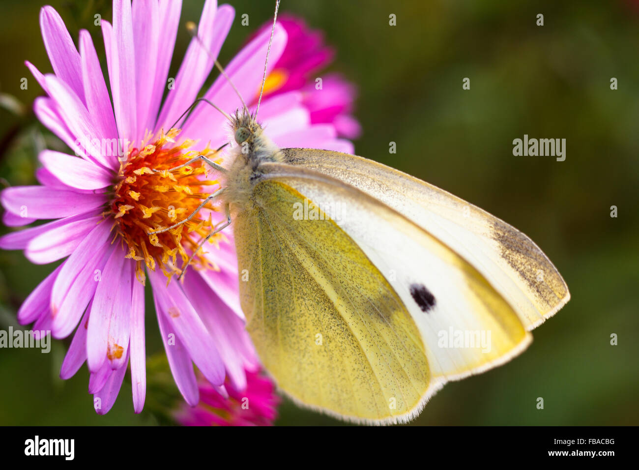 Monarch butterfly close up wing hi-res stock photography and images - Alamy