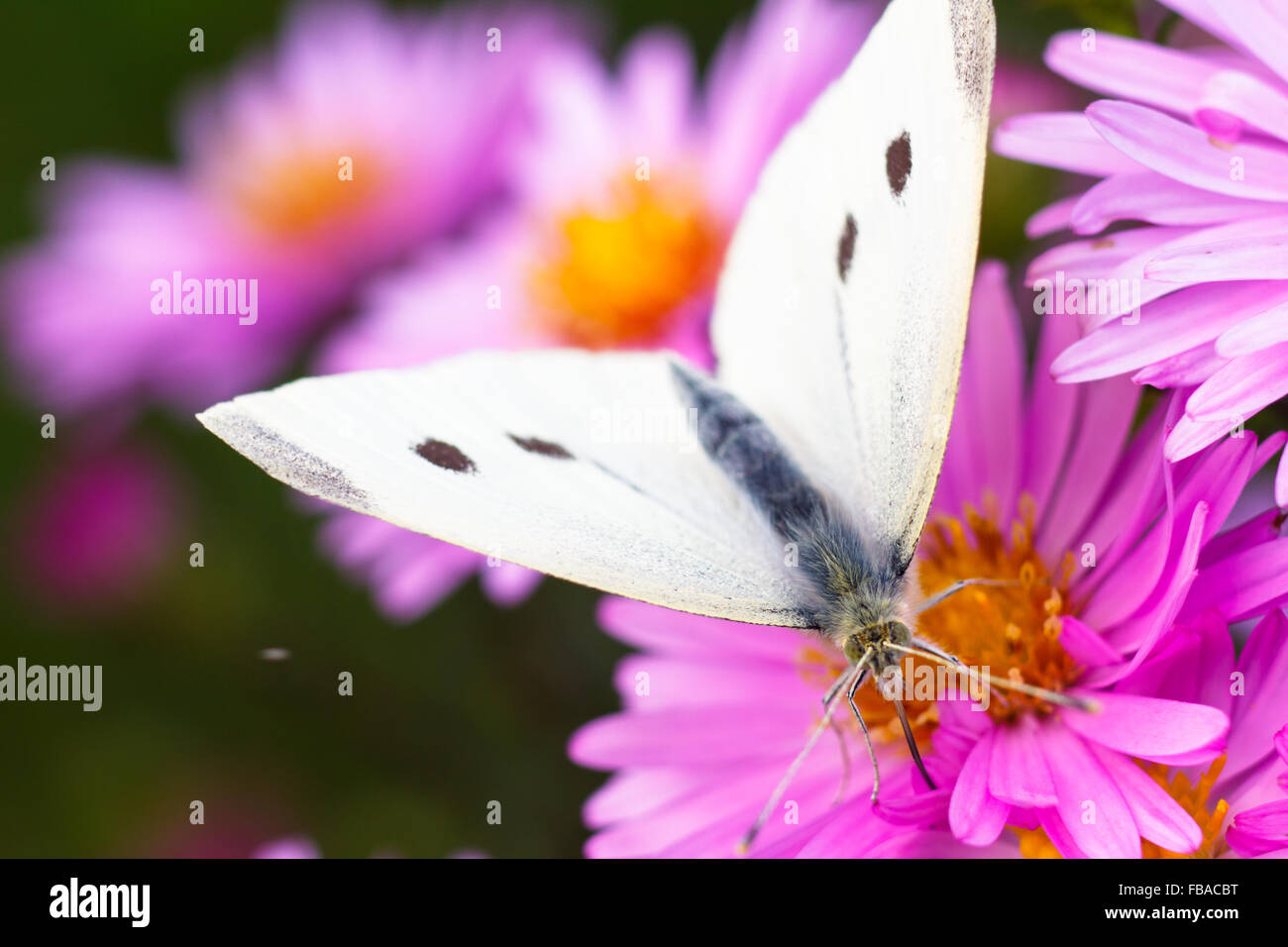 Close-up butterfly on flower Stock Photo - Alamy