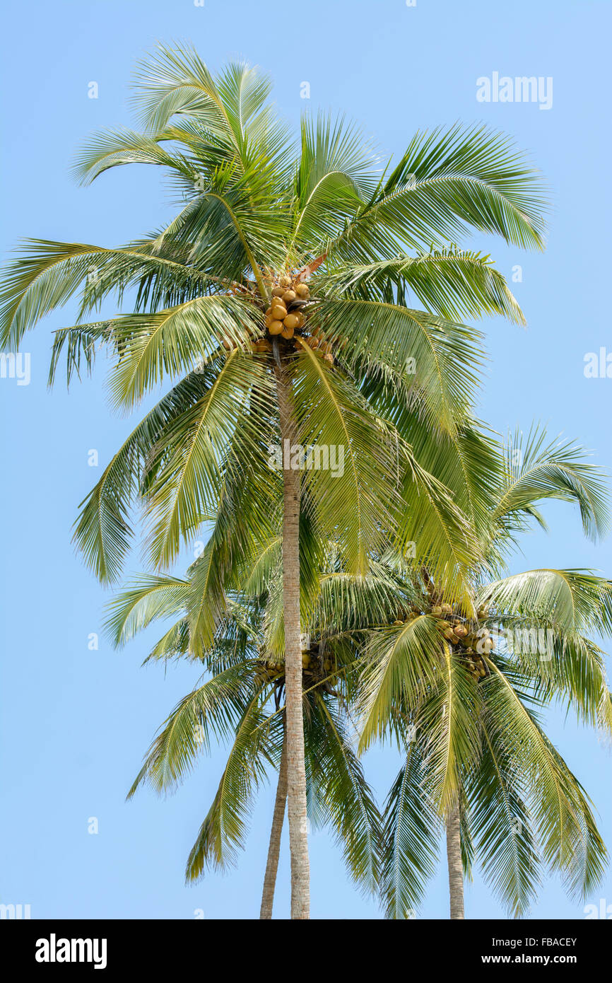Palm trees laden with coconuts on Palolem beach, South Goa, India Stock ...