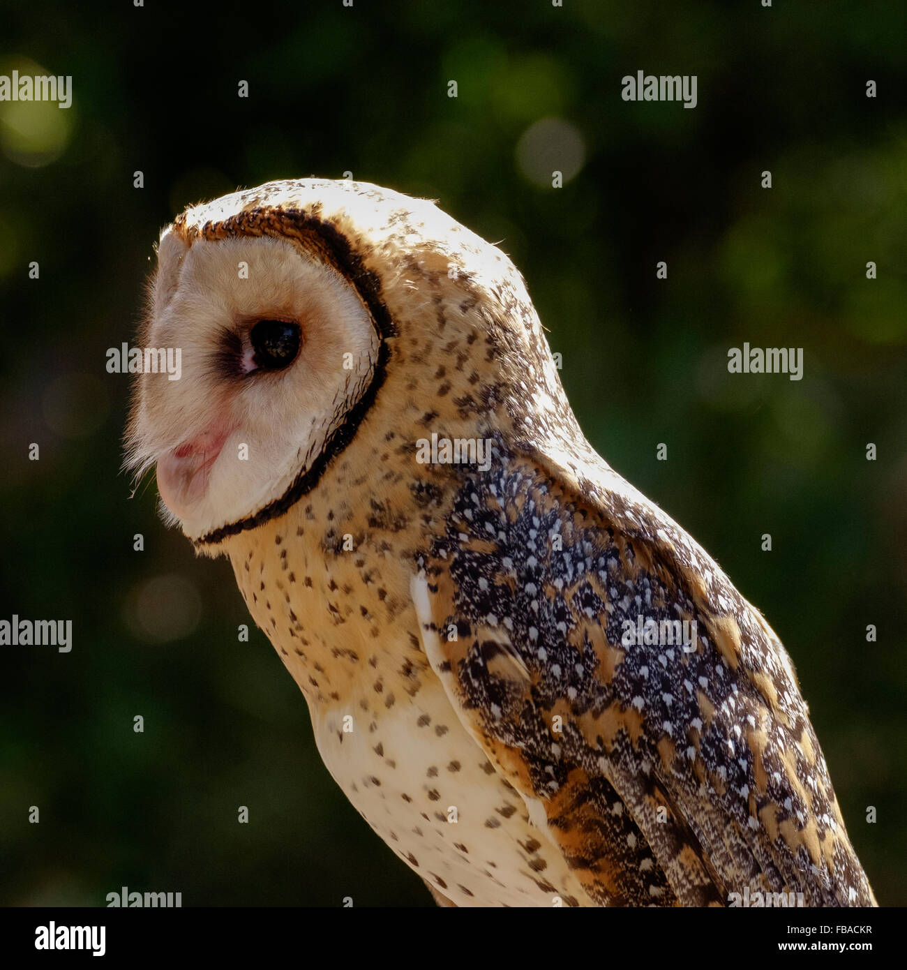 Eight Week Old Barn Owl