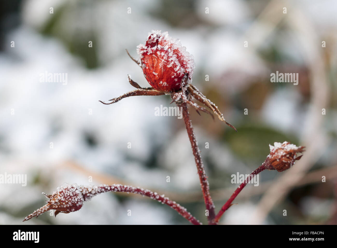 Red rose and snow white hi-res stock photography and images - Alamy