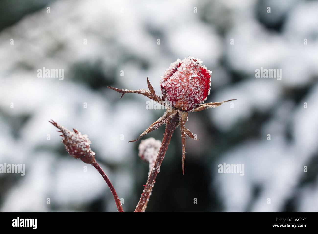 Red rose with frost. Frozen rose under the snow Stock Photo - Alamy