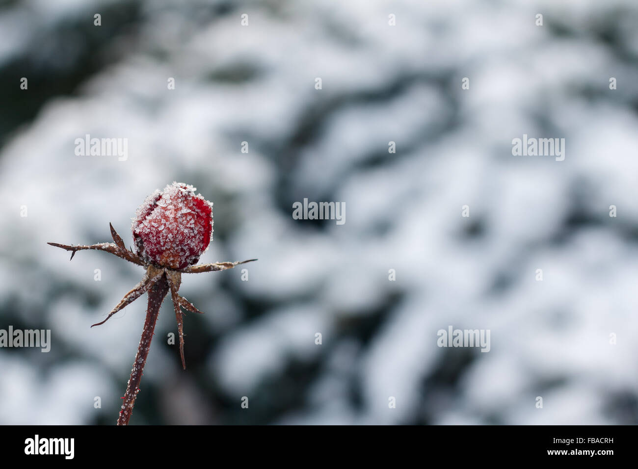 Red rose with frost. Frozen rose under the snow Stock Photo - Alamy