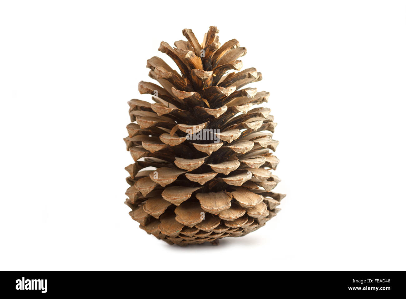 Bump from a coniferous tree isolated on a white background Stock Photo ...
