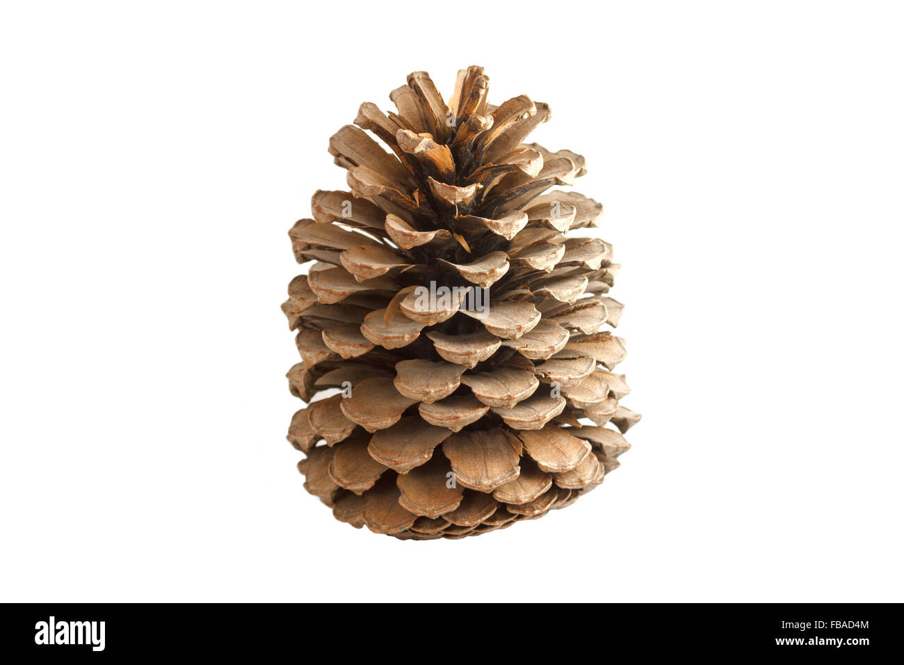 Bump from a coniferous tree isolated on a white background Stock Photo ...