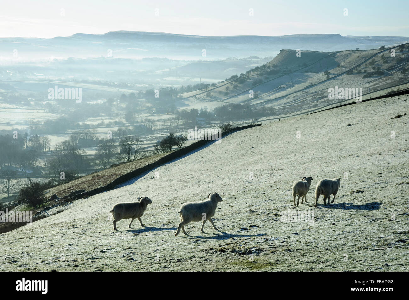 Sheep on a frosty hillside in the English countryside on a chilly ...