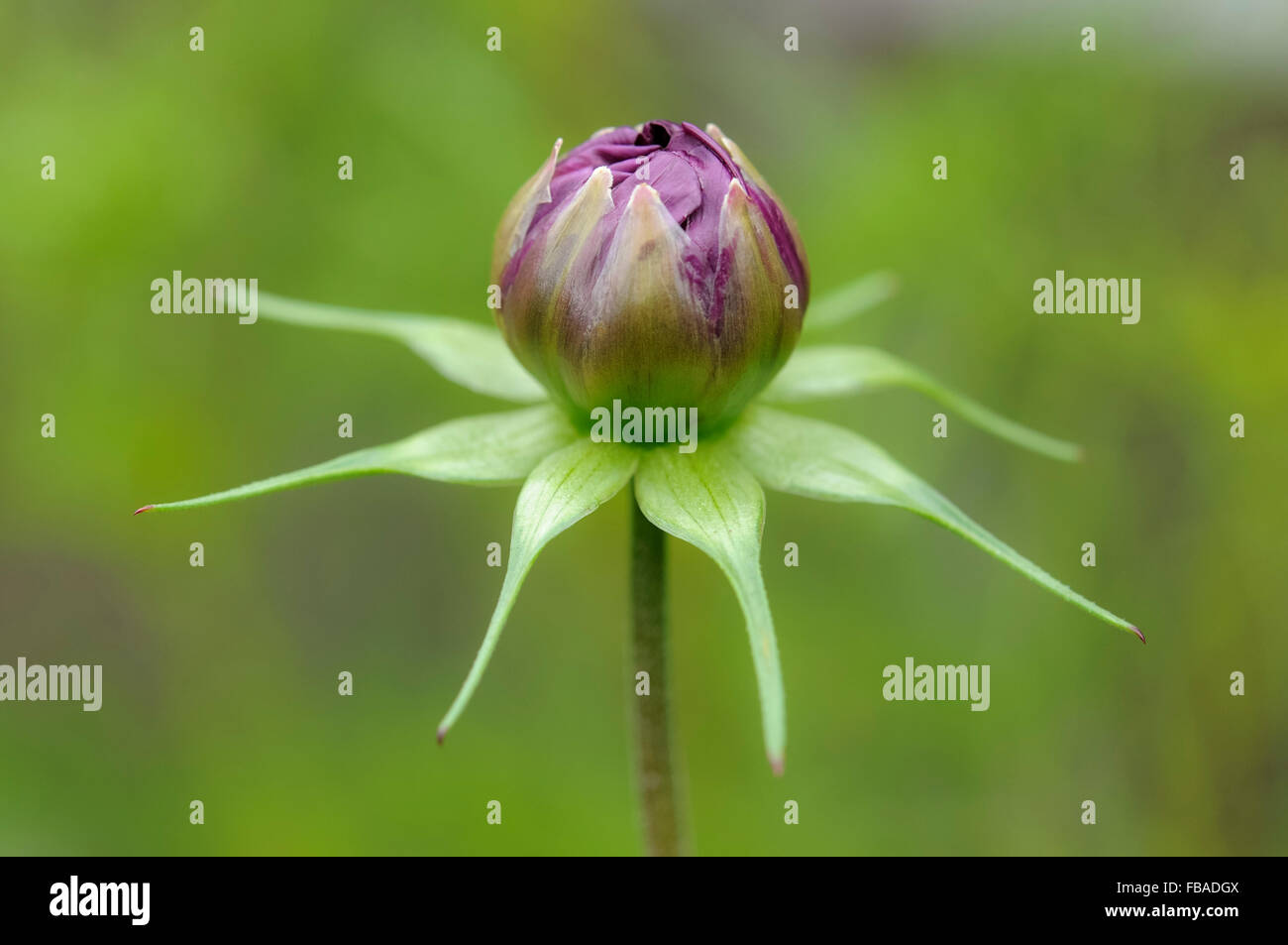 Pink Cosmos flower in tight bud with a green ruff around the flower ...