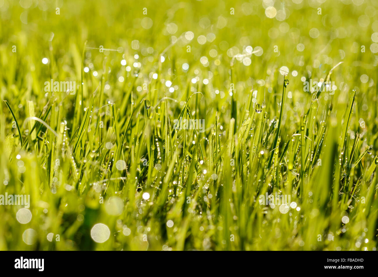 Low angle close up of dewy green grass Stock Photo - Alamy