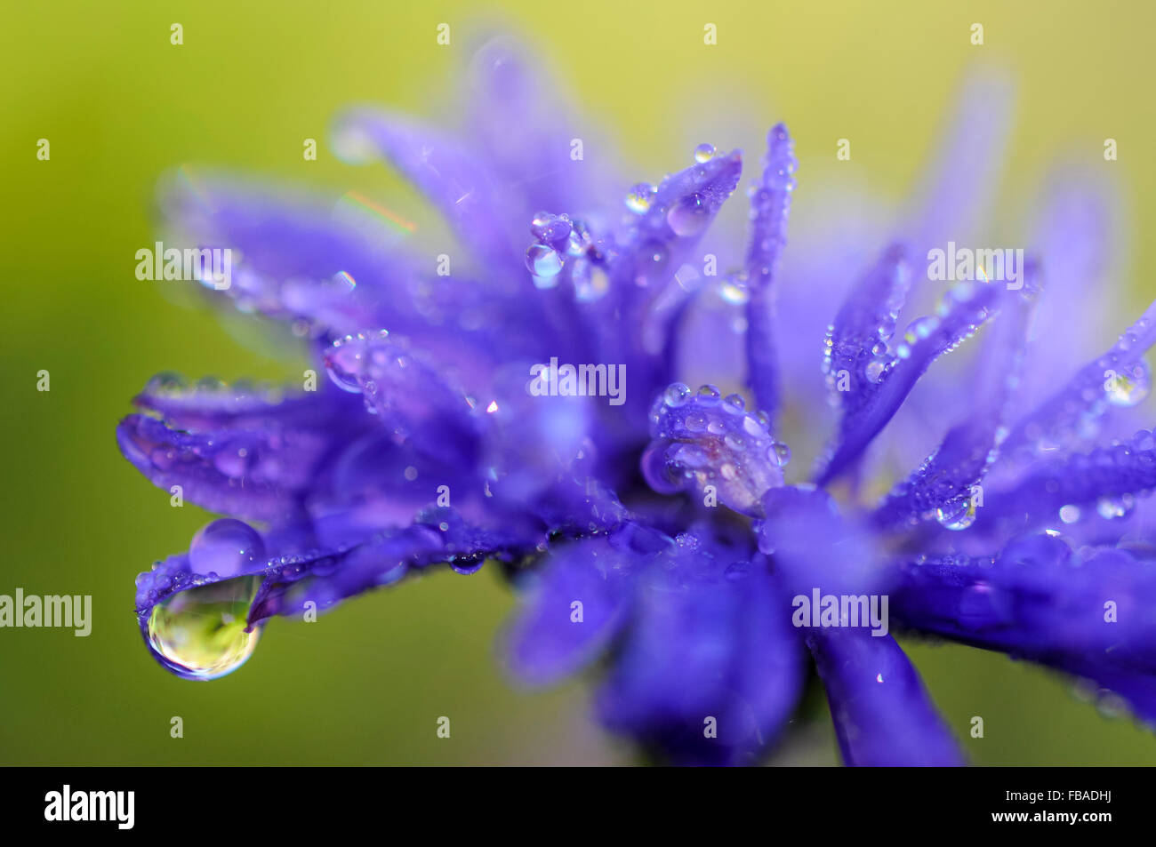 Blue Aster Flower High Resolution Stock Photography and Images - Alamy