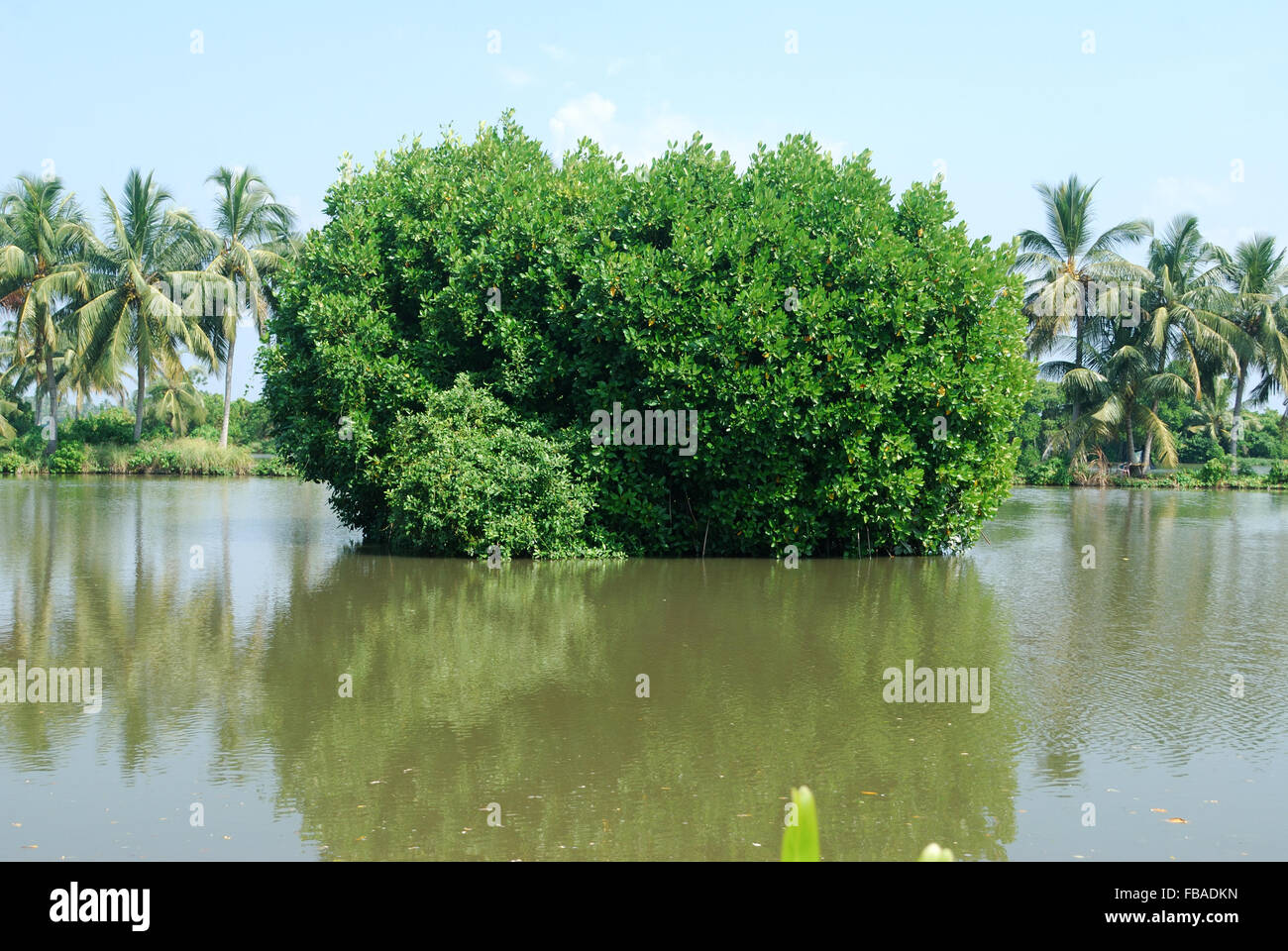 tree submerged in flood,india Stock Photo - Alamy