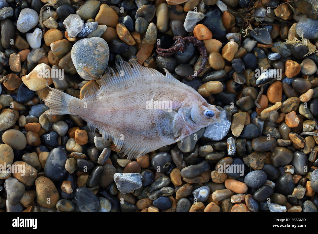 Common Dab (Limanda limanda Stock Photo - Alamy