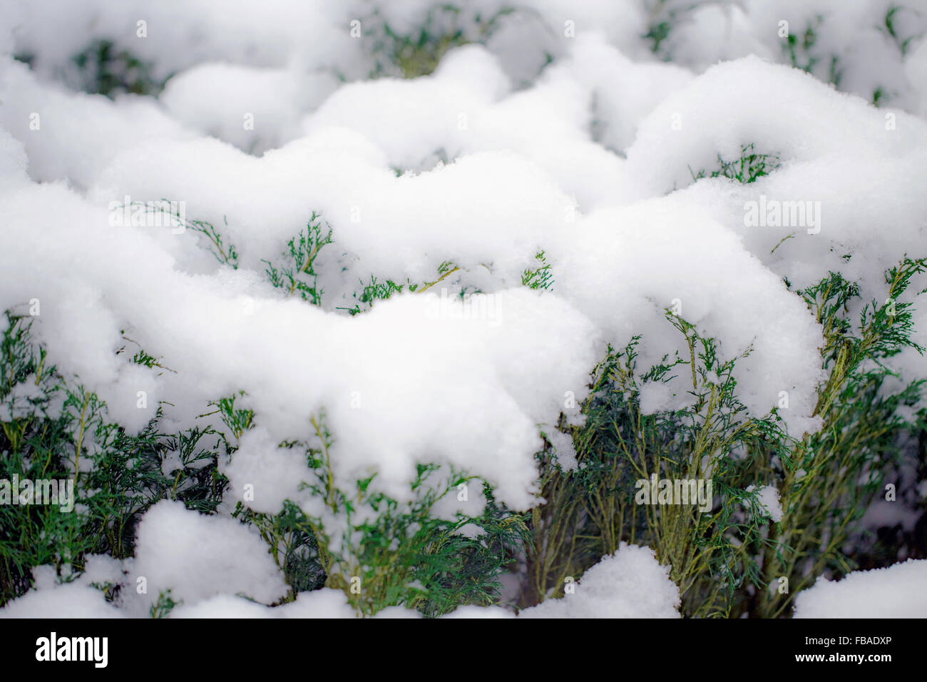 Flakes of snow on the branches of a bush Stock Photo - Alamy