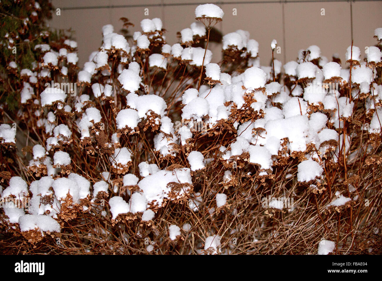 Flakes of snow on the branches of a bush Stock Photo - Alamy