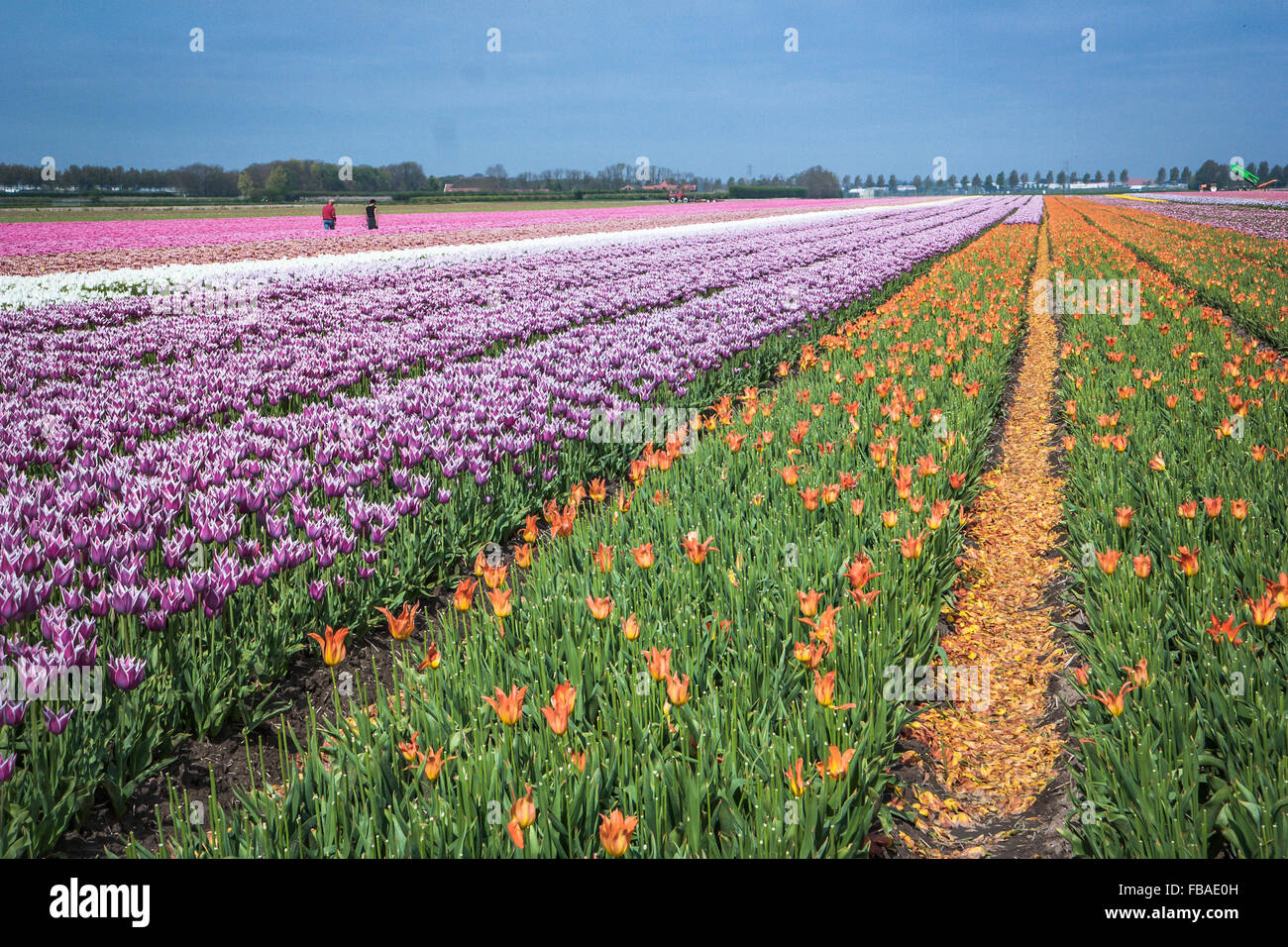 Tulip Fields in Lisse, near Keukenhof, The Netherlands Stock Photo - Alamy