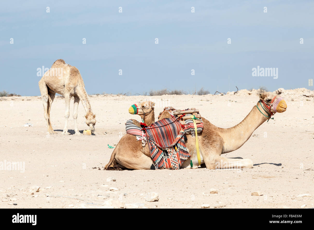 Camels in the desert of Qatar, Middle East Stock Photo - Alamy