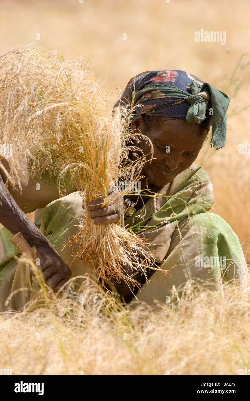 Ethiopia Tigray Agriculture Stock Photos & Ethiopia Tigray Agriculture ...