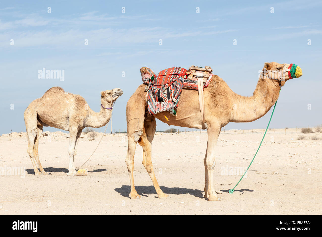 Camels in the desert of Qatar, Middle East Stock Photo - Alamy