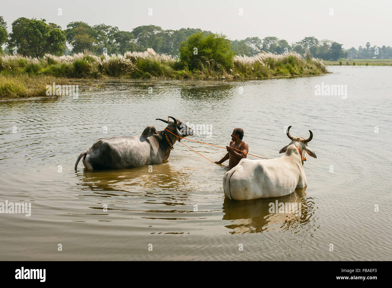 Oxen horns hi-res stock photography and images - Alamy