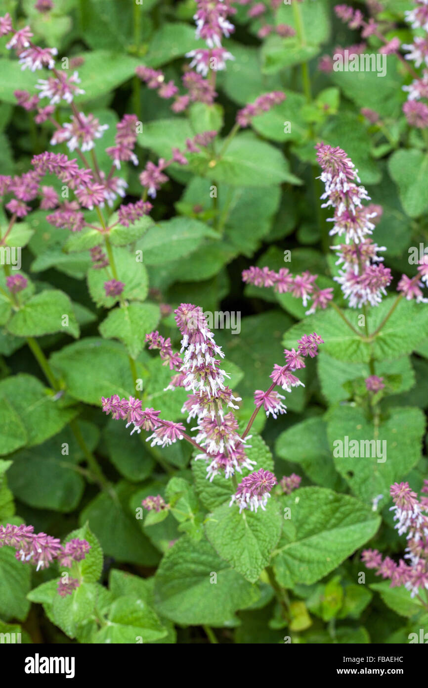Salvia napifolia foliage Stock Photo - Alamy