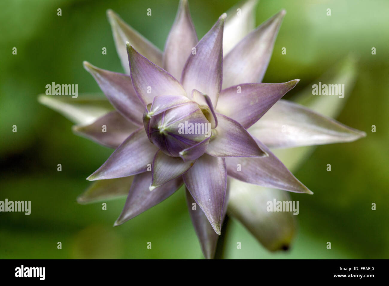 Pink hostas hi-res stock photography and images - Alamy
