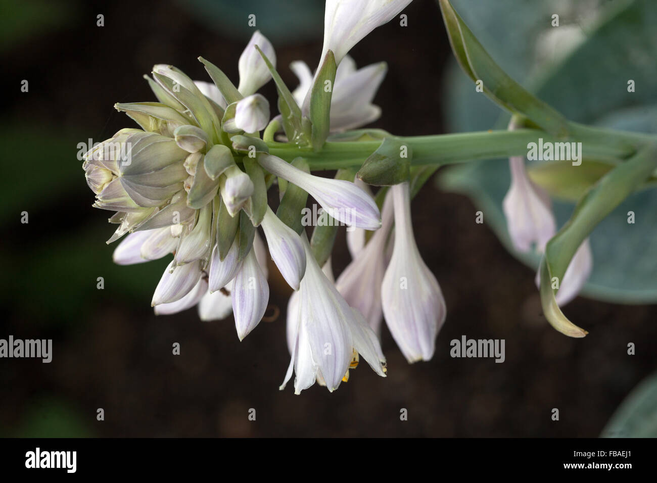 Hosta blooming, plant for a shady part of the garden Stock Photo - Alamy