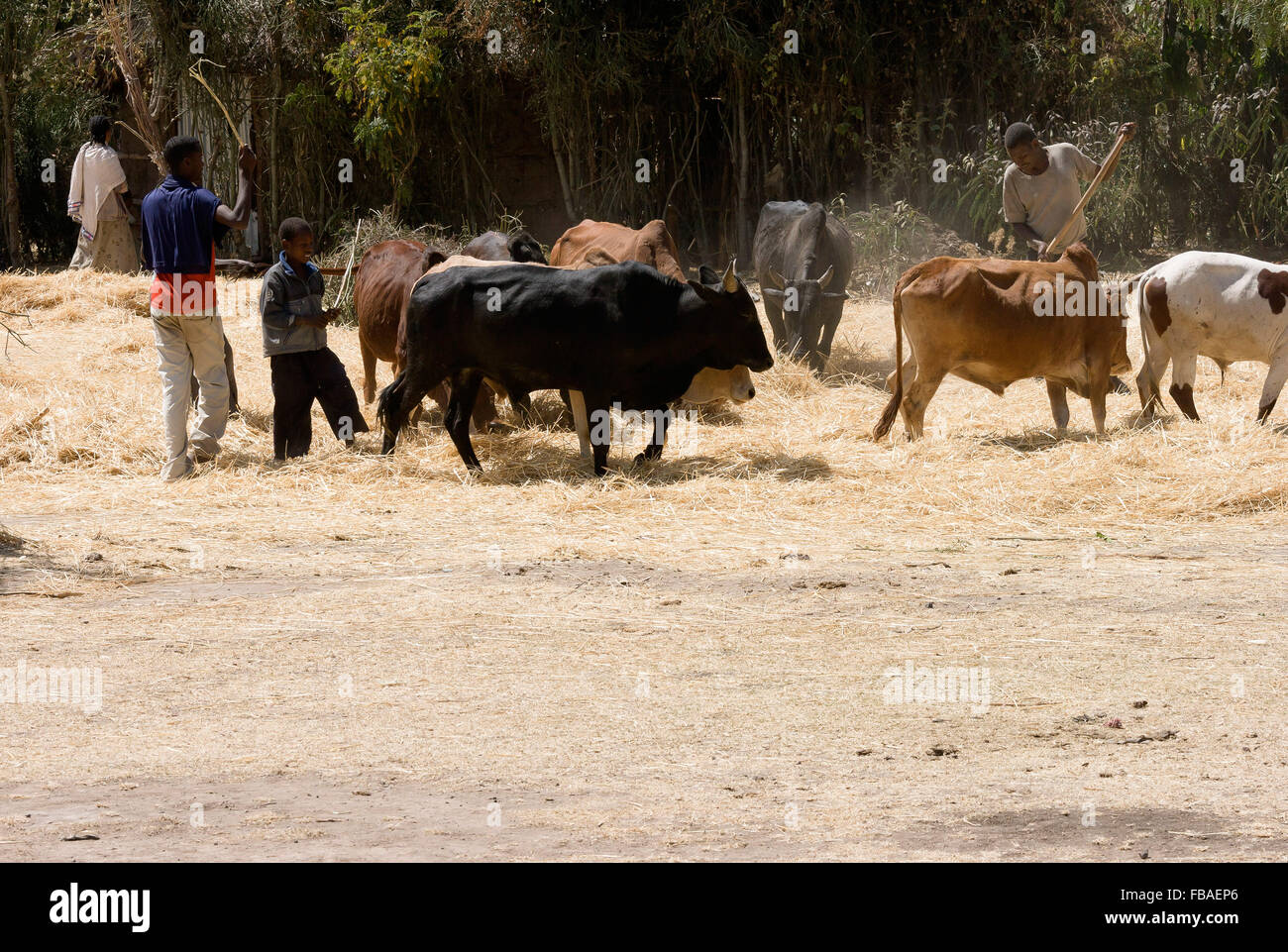 Shashamane Ethiopia High Resolution Stock Photography and Images - Alamy