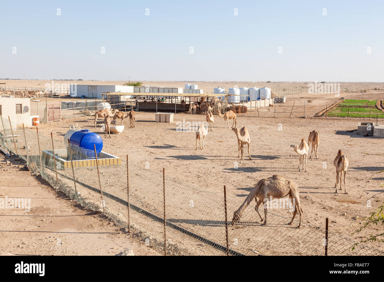 Camel farm in the desert of Qatar, Middle East Stock Photo - Alamy