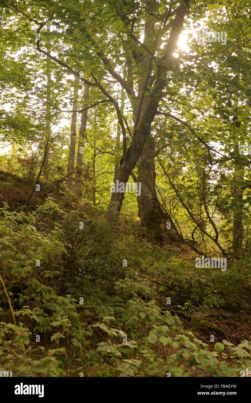 forest in the Stockholm Archipelago Sweden Stock Photo - Alamy