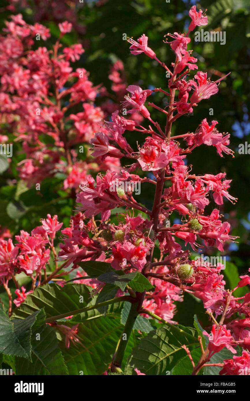 Pink chestnut tree hi-res stock photography and images - Alamy