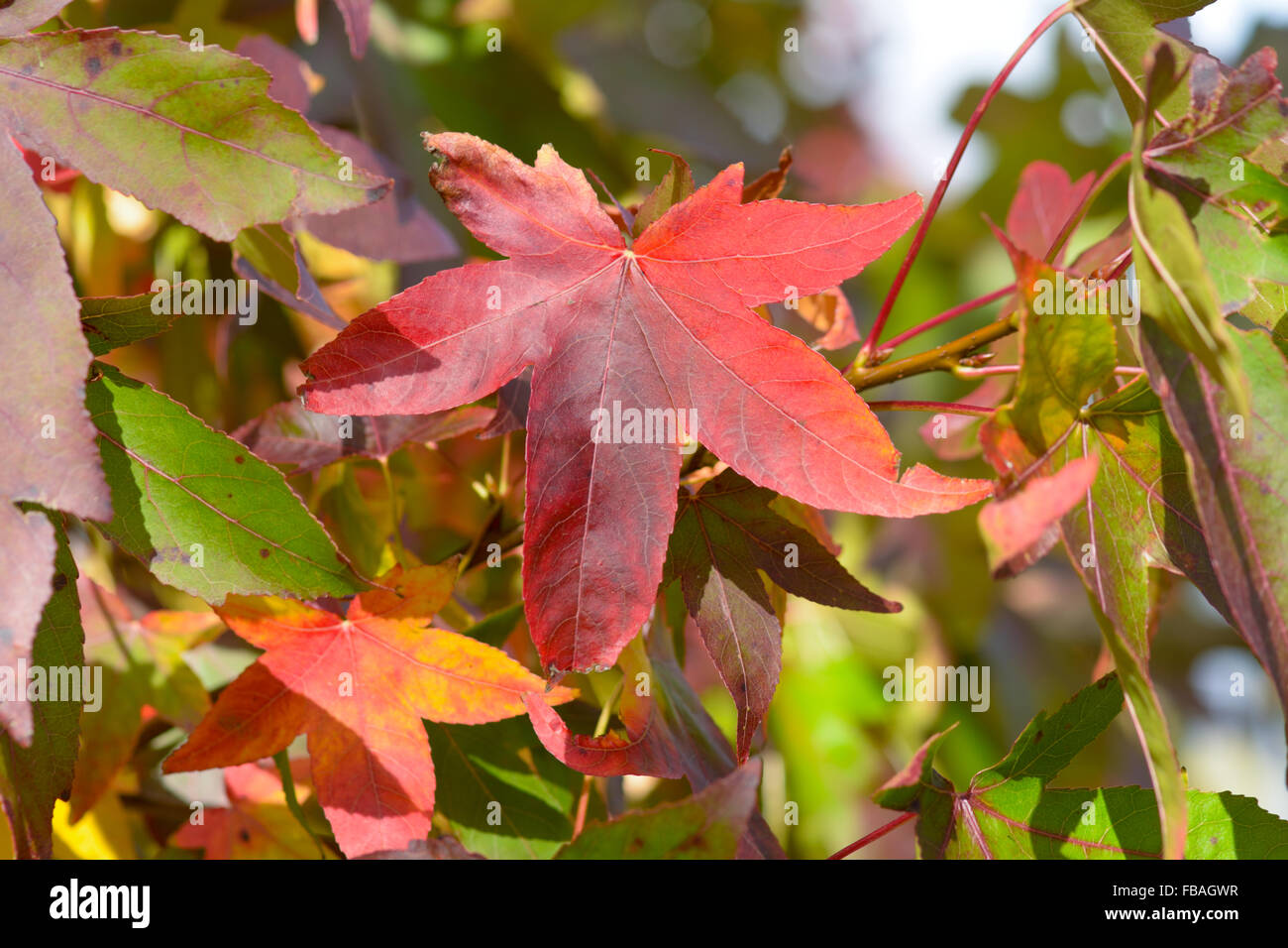 Bright vibrant color sweetgum tree(Liquidambar styraciflua) leaves in ...