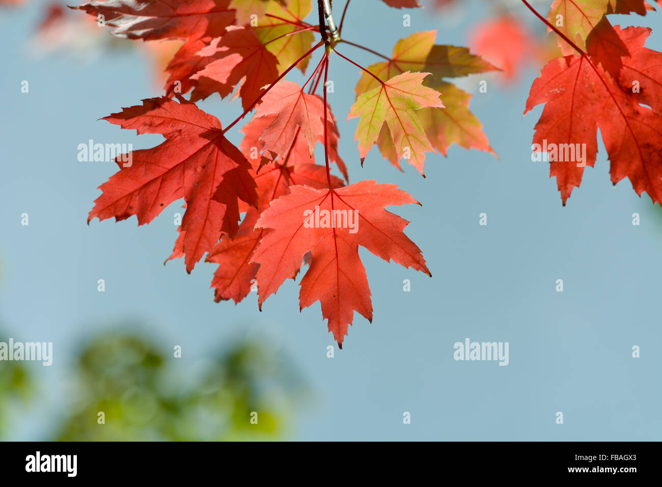 Bright vibrant color maple tree (acer) leaves in fall Stock Photo - Alamy