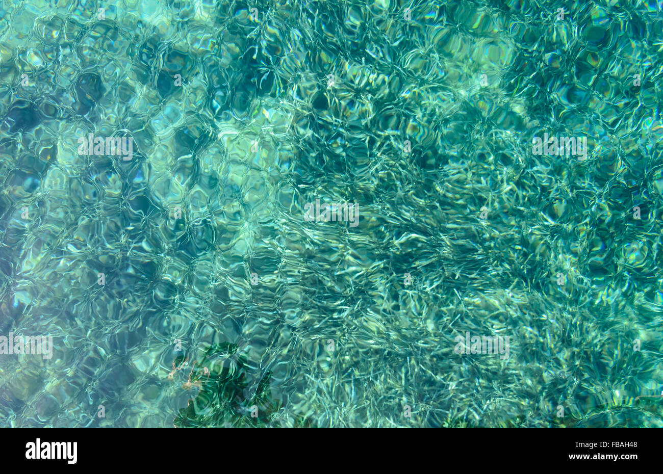 Kelp Underwater Seaweed High Resolution Stock Photography and Images ...