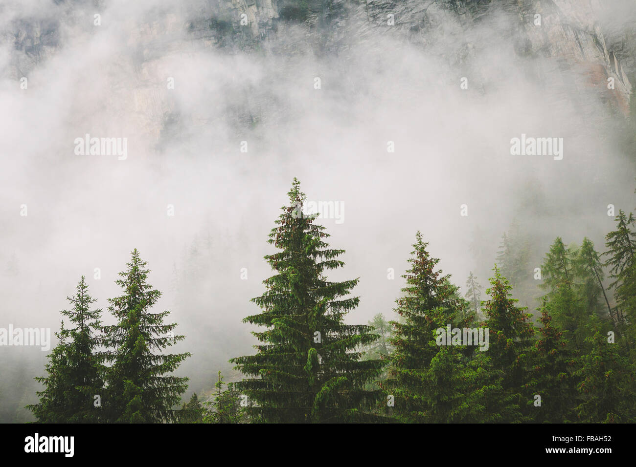 Overhead and elevated view of forest at day hi-res stock photography ...