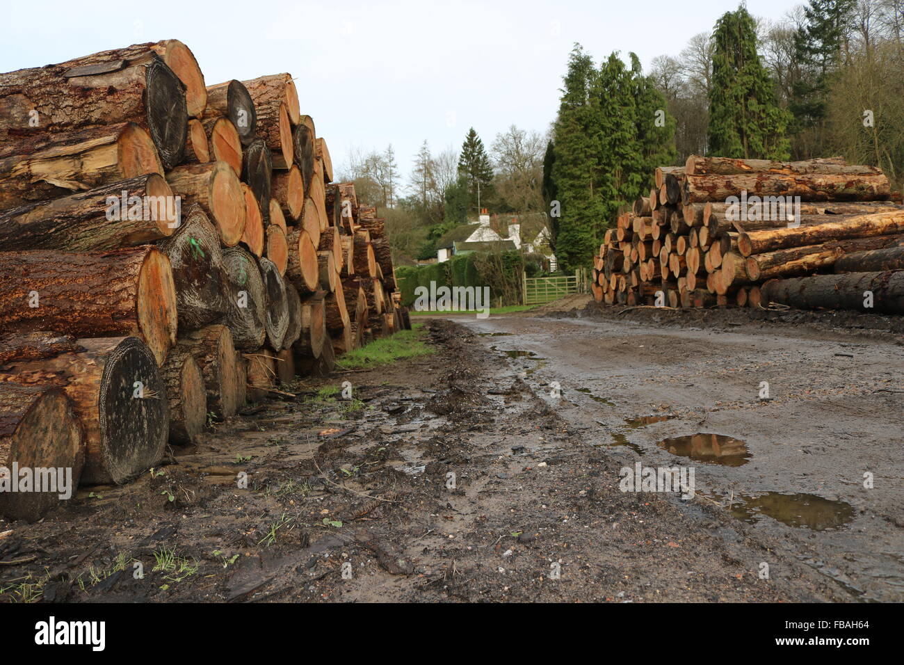 A pile of recently felled trees in the Surrey Hills Stock Photo - Alamy