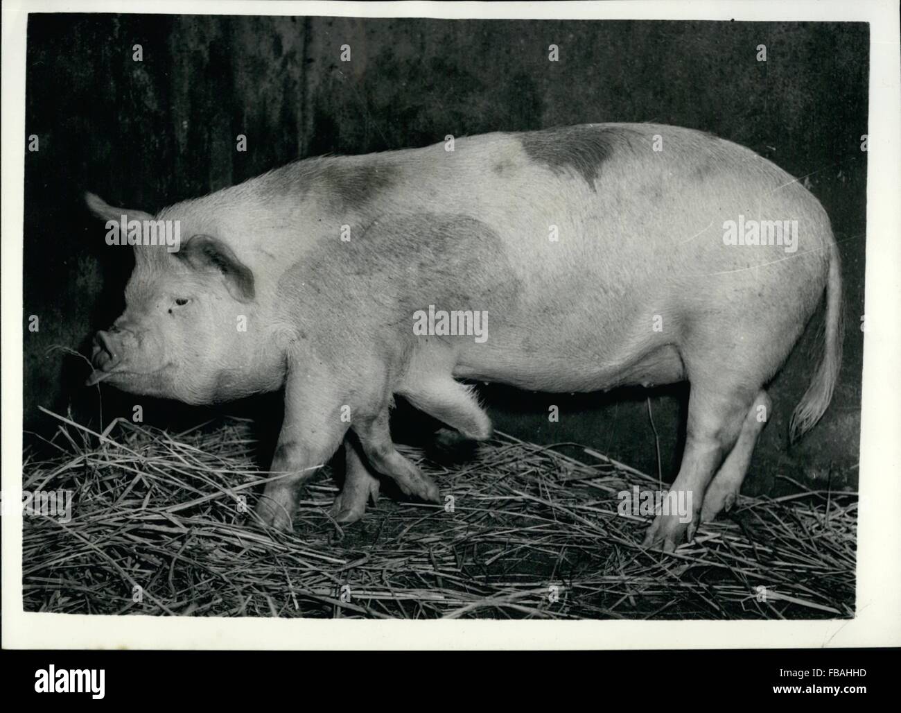 1968 - A pig with six trotters legged legs . Freak on a Japaneses farm ...