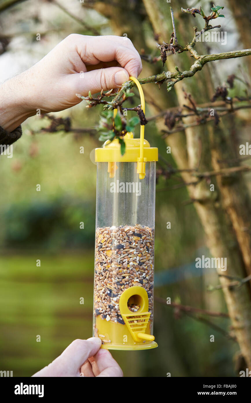 Man Hanging Bird Feeder In Garden Stock Photo - Alamy