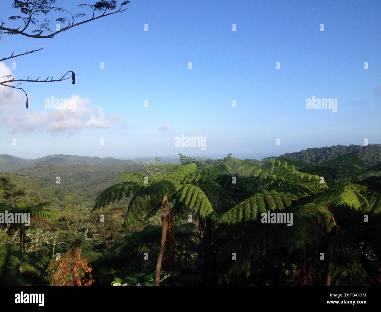 Puerto rico tropical forest hi-res stock photography and images - Alamy