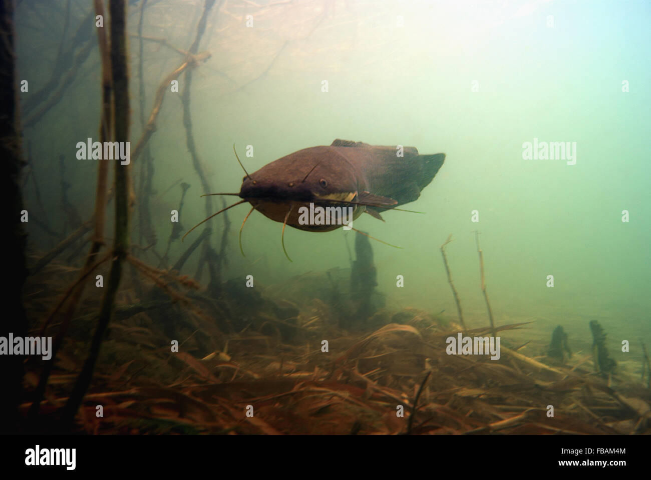 African catfish hi-res stock photography and images - Alamy