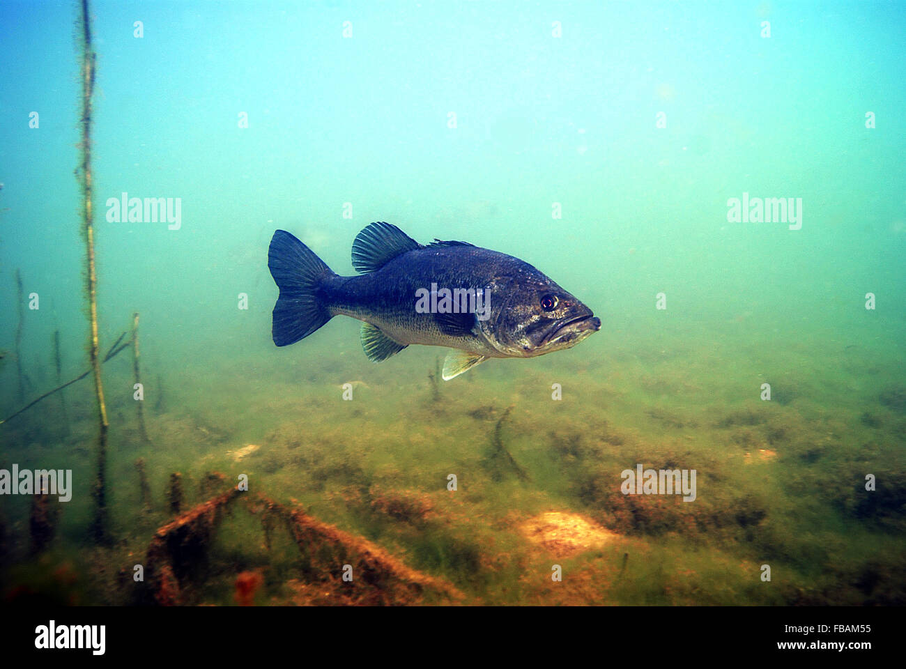 Underwater largemouth bass hi-res stock photography and images - Alamy